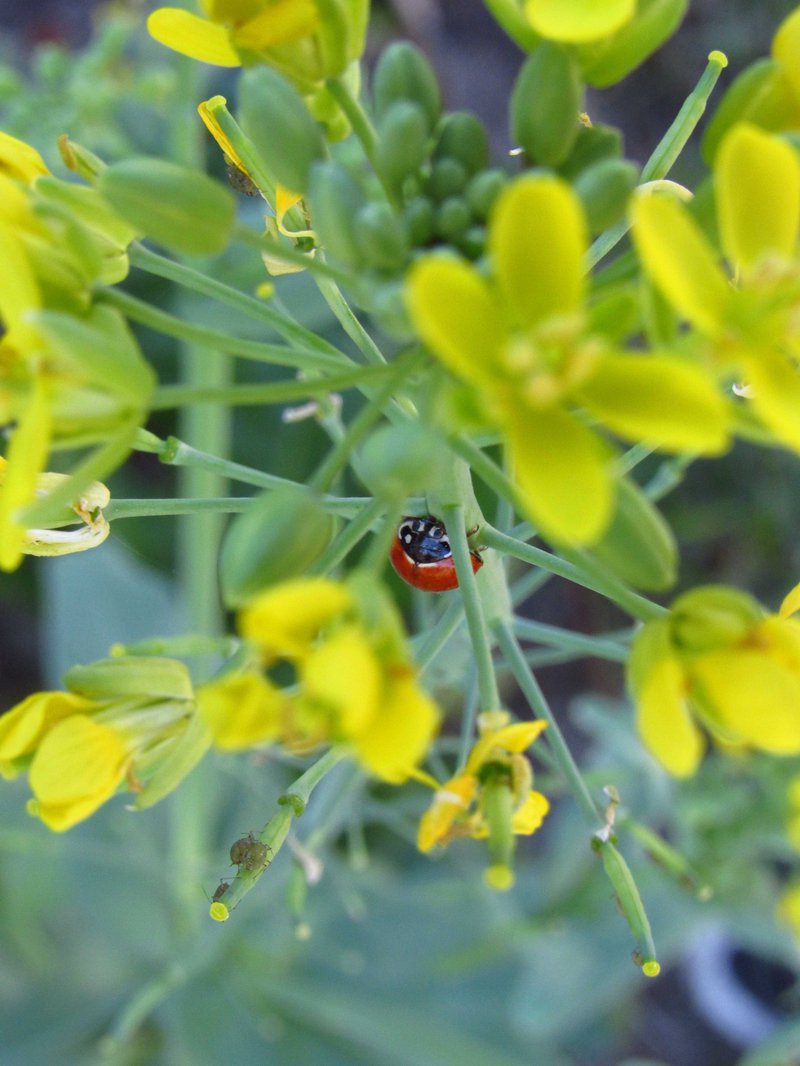 Ladybug Day - Embry-Riddle Aeronautical University