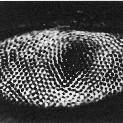 Compound Eye of the Horseshoe Crab - Rockefeller University